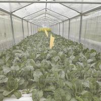 China Quick Growing DWC Hydroponics System Perfect Commercial For Fast Harvest Vegetables for sale