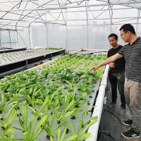 China Temperature Controlled DWC Hydroponics System High Density For Intensive Vegetable Planting for sale
