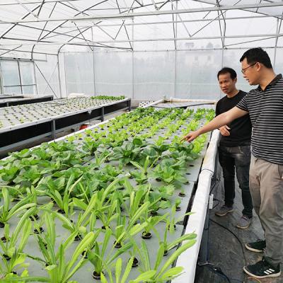 China Temperature Controlled DWC Hydroponics System High Density For Intensive Vegetable Planting for sale