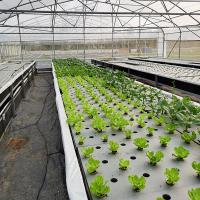 China Auto Adjusting Anti Algae Deep Water Culture Kit Dwc Hydroponics Growing System for sale