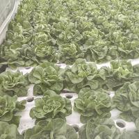 China Auto Adjusting Anti Algae Deep Water Culture Kit Dwc Hydroponics Growing System for sale