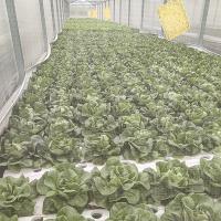 China Stable DWC Hydroponics System Fertilizer Saving For Cultivating Green Plants for sale