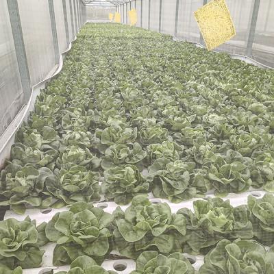 China Stable DWC Hydroponics System Fertilizer Saving For Cultivating Green Plants for sale