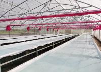 China Durable Nutrient Recycling Deep Water Grow System Recirculating Dwc System for sale
