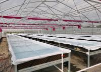 China Temperature Controlled DWC Hydroponics System High Density For Intensive Vegetable Planting for sale