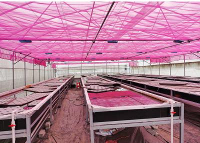 China Durable Nutrient Recycling Deep Water Grow System Recirculating Dwc System for sale