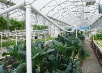 China Space Saving DWC Hydroponics System Oxygen Rich For Small Space Vegetable Gardening for sale