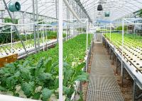 China Commercial Recirculating Deep Water Culture System Customizable For Vegetable Cultivation for sale