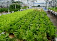 China Commercial Recirculating Deep Water Culture System Customizable For Vegetable Cultivation for sale