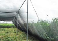 China Customized Insect Protection Shade House Greenhouse Garden Shade House for sale