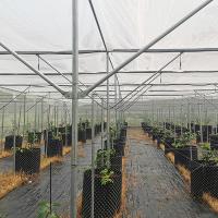 China No Welding Insect Proof Heavy Duty Greenhouse Metal Frame Greenhouse for sale