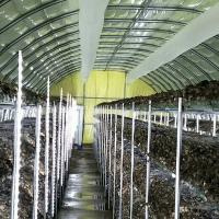 China 7-10 Meter Width Outdoor Mushroom Greenhouse With Insulating Blanket for sale