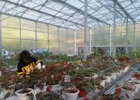China Corrosion-Resistant Waterproof Polycarbonate Sheet Geenhouse With Automatic Ventilation System, Ideal For Vegetable Growing for sale