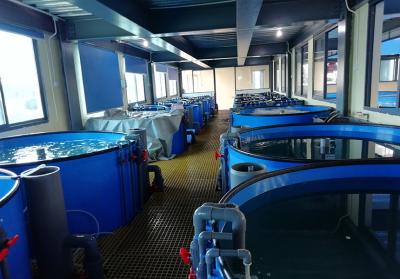 China Commercial Recirculating Aquaculture System UV Sterilization Antibiotic Free Fish for sale