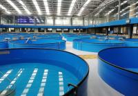 China Commercial Recirculating Aquaculture System UV Sterilization Antibiotic Free Fish for sale
