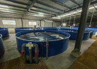 China Smart Fish Farming Ras System AI Monitoring For Catfish Trout Breeding Industrial Ras System for sale