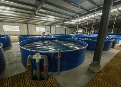 China Smart Fish Farming Ras System AI Monitoring For Catfish Trout Breeding Industrial Ras System for sale
