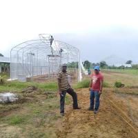 China Durable Poly Film Covering Single Span Greenhouse With Umbrella Style Roof Ventilation for sale