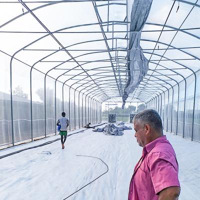 China Wind Resistant No Welding Single Span Greenhouse With Umbrella Shape Roof 60mm Columns for sale