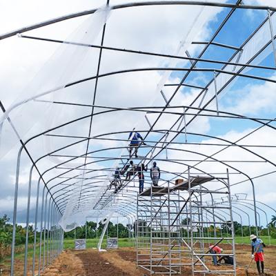 China High Roof Single Span Greenhouse With Good Natural Ventilation Insect Proof Netting for sale