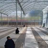 China Excellent Natural Ventilation Sawtooth Greenhouse With Hot Dipped Galvanized Frame And High Roof For Agriculture for sale