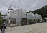 China Industrial Flower Commercial High Tunnel Greenhouse With Fixed Roof Windows for sale