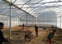 China Industrial Flower Commercial High Tunnel Greenhouse With Fixed Roof Windows for sale