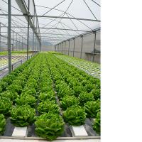 China Heavy Duty Windproof Commercial Hot Houses Reinforced Plastic Greenhouse for sale