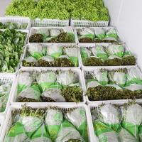 China Heavy Duty Windproof Commercial Hot Houses Reinforced Plastic Greenhouse for sale