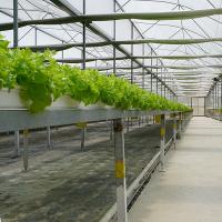 China Ventilation Windproof Greenhouse With Pvc Cover Commercial Polycarbonate Greenhouse Kits for sale