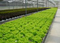 China Heavy Duty Windproof Commercial Hot Houses Reinforced Plastic Greenhouse for sale