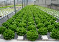 China Customize Outdoor Multi Span Greenhouse Anti Corrision With Sawtooth Shaped Windows for sale