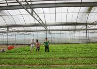 China 12-14m Wide Multi Span Greenhouse Corrosion Resistance For Vegetable Flower Growing for sale