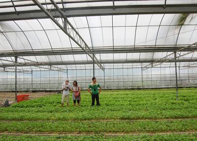 China 12-14m Wide Multi Span Greenhouse Corrosion Resistance For Vegetable Flower Growing for sale