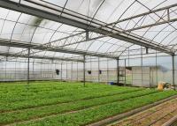 China 12-14m Wide Multi Span Greenhouse Corrosion Resistance For Vegetable Flower Growing for sale