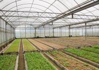 China 12-14m Wide Multi Span Greenhouse Corrosion Resistance For Vegetable Flower Growing for sale