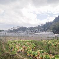 China Polyethylene Multi Span Greenhouse Lightweight UV Protected 80/120/150/200 micron for sale