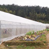 China Economical Multi Span Greenhouse For Pepper Farming Rainwater Collection for sale
