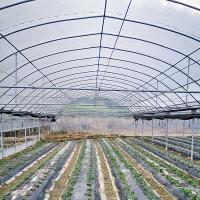 China Insectproof Multi Span Greenhouse Sunshading Net For Flower Growing for sale