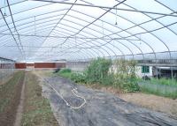 China Agricultural Vegetable Commercial Poly Tunnel Greenhouse With Plastic Cover for sale