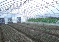 China Plastic Multi Span Commercial Tunnel Greenhouse Metal Frame Plastic Greenhouse for sale