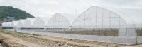 China Uv Resistant Multi Span Greenhouse 100 Meter Length For Fruits Vegetables for sale