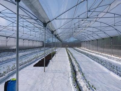 China Agricultural Pvc Greenhouse Kits Poly Tech Greenhouse For Tomato Farming for sale