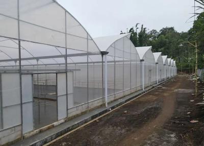 China Top Multi Span Greenhouse 10 Meter Length With Insect Net Window for sale
