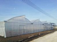 China Poly Multi Span Greenhouse With Sawtooth Roof Ventilation 10-60 Meter for sale
