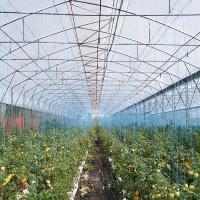China Tomato And Strawberry Greenhouse Turnkey Project 8-10 Meter Span Width for sale