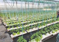 China Tomato And Strawberry Greenhouse Turnkey Project 8-10 Meter Span Width for sale