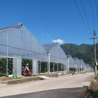 China Galvanized Steel Frame Plastic Film Greenhouse For Vegetable Farming for sale