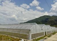 China Hot-Dipped Galvanized Large Greenhouse with UV-Resistant Plastic Cover for sale