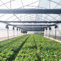 China Galvanized Steel Frame Plastic Film Greenhouse For Vegetable Farming for sale
